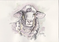 In Praise of the Humble Sheep | SALTY HAG STUDIO