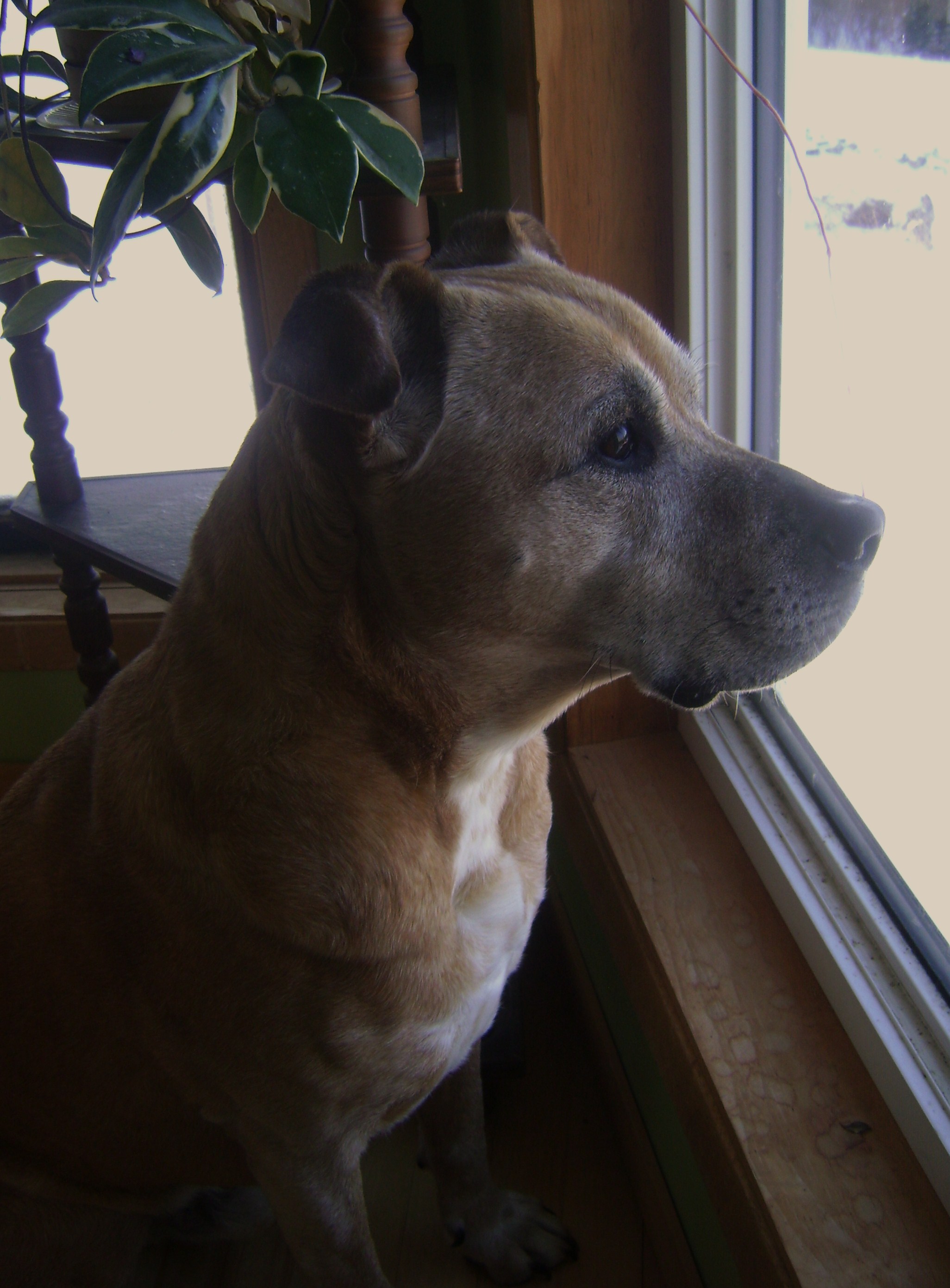 New year, gone to the dogs | SALTY HAG STUDIO